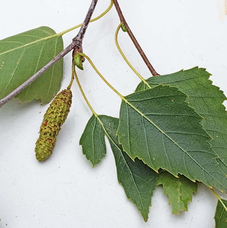 Fall Tree Detectives