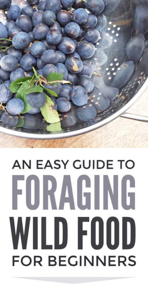 Foraging Wild Food For Beginners