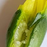 Dissecting Daffodils To Explore Pollination