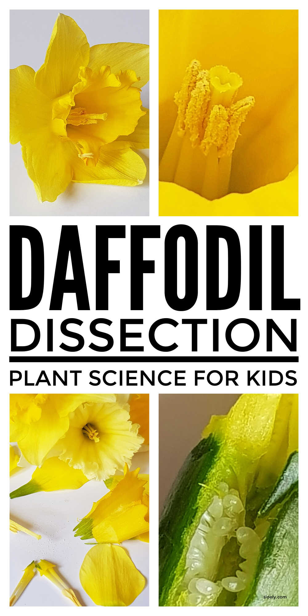 Dissecting Daffodils To Explore Pollination