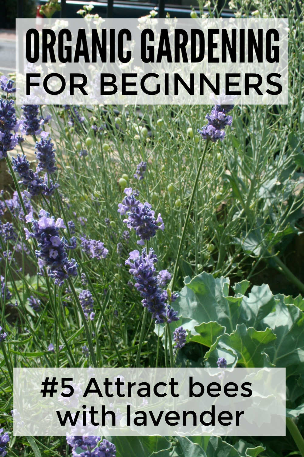 Organic Gardening Tips For Beginners
