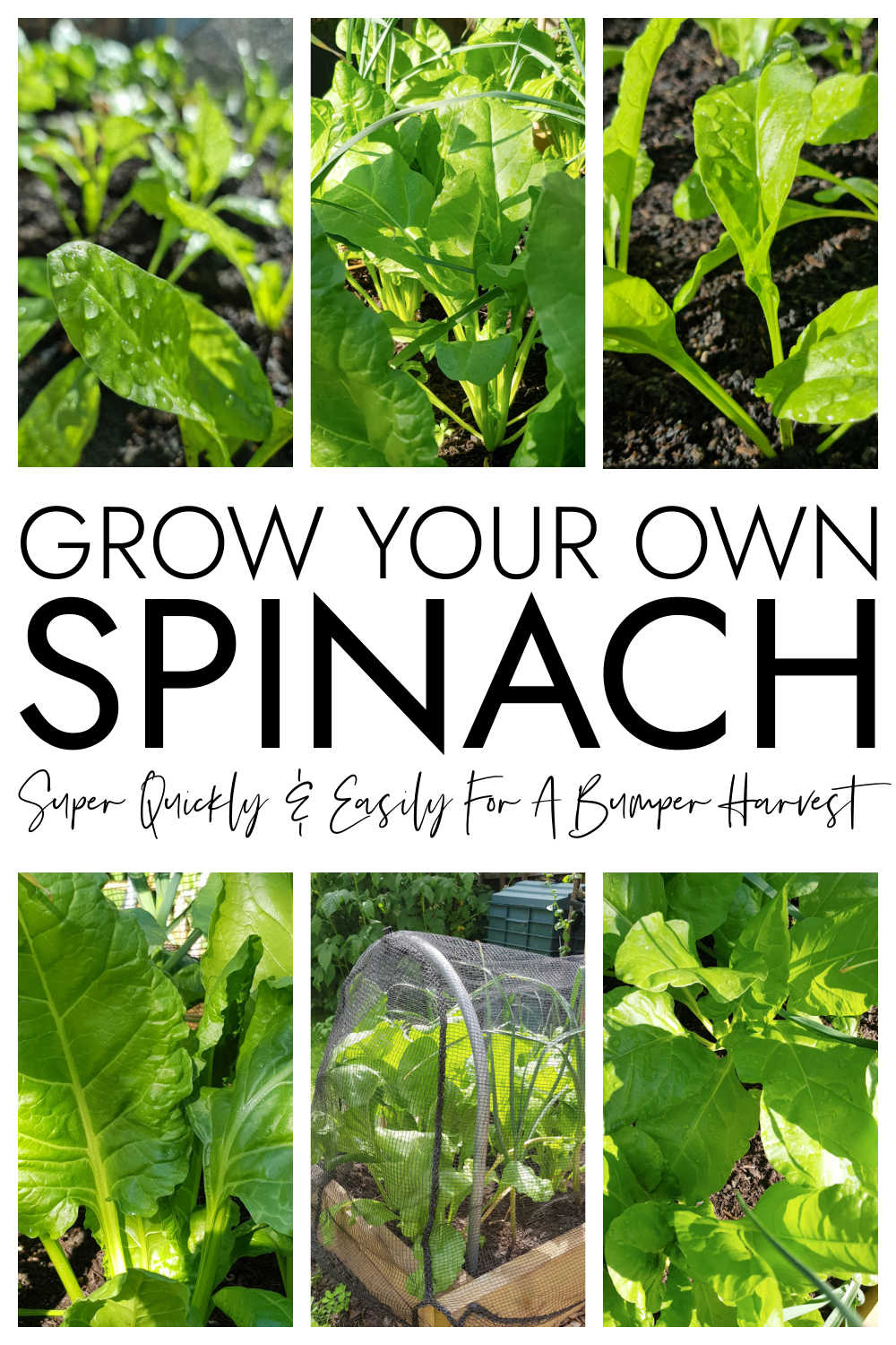 How To Grow Spinach