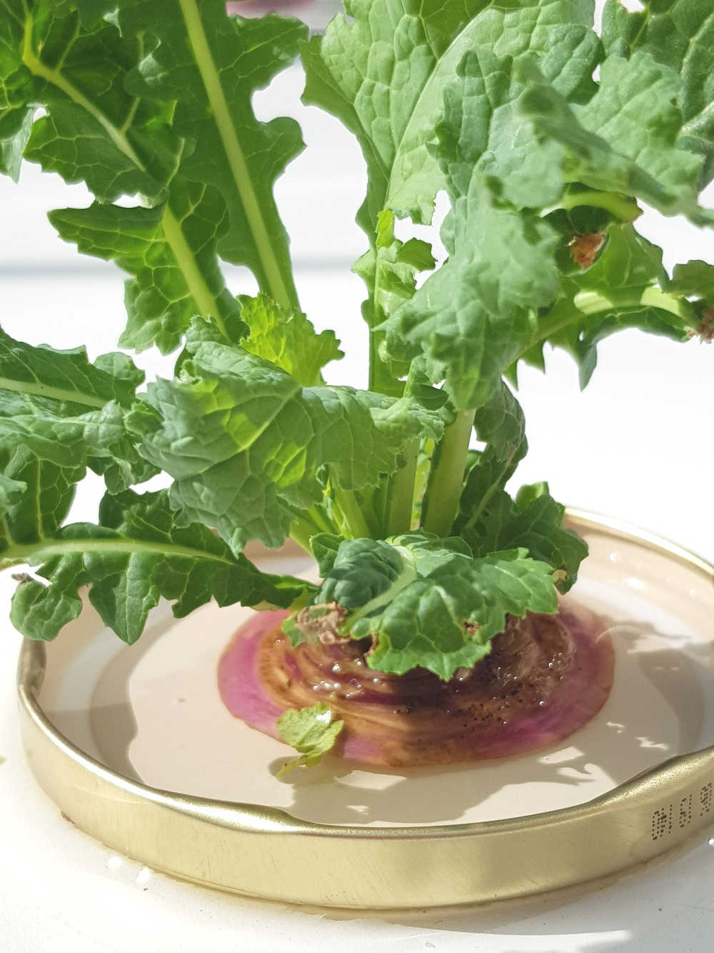 Growing Vegetables From Scraps