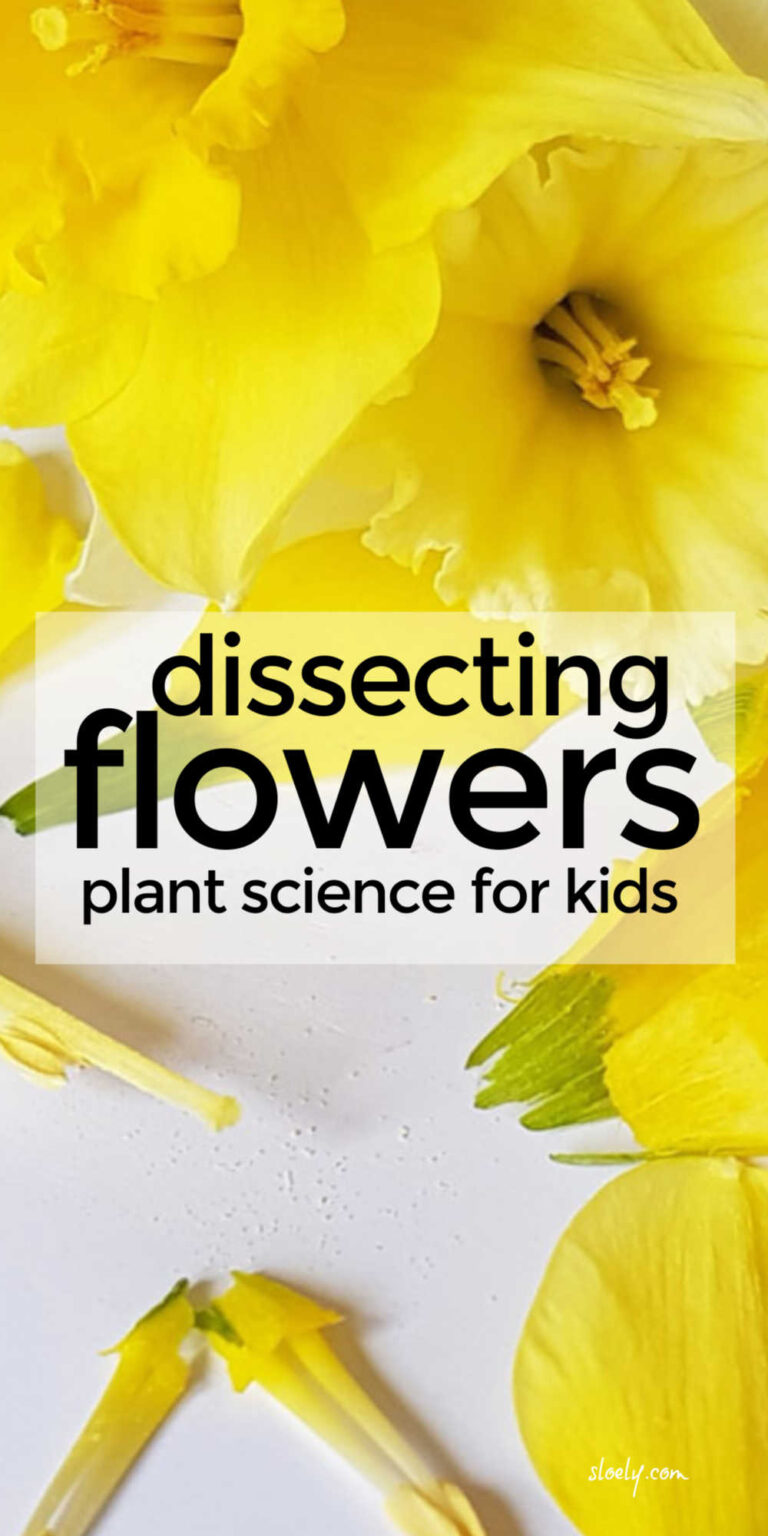 Dissecting Daffodils To Explore Pollination