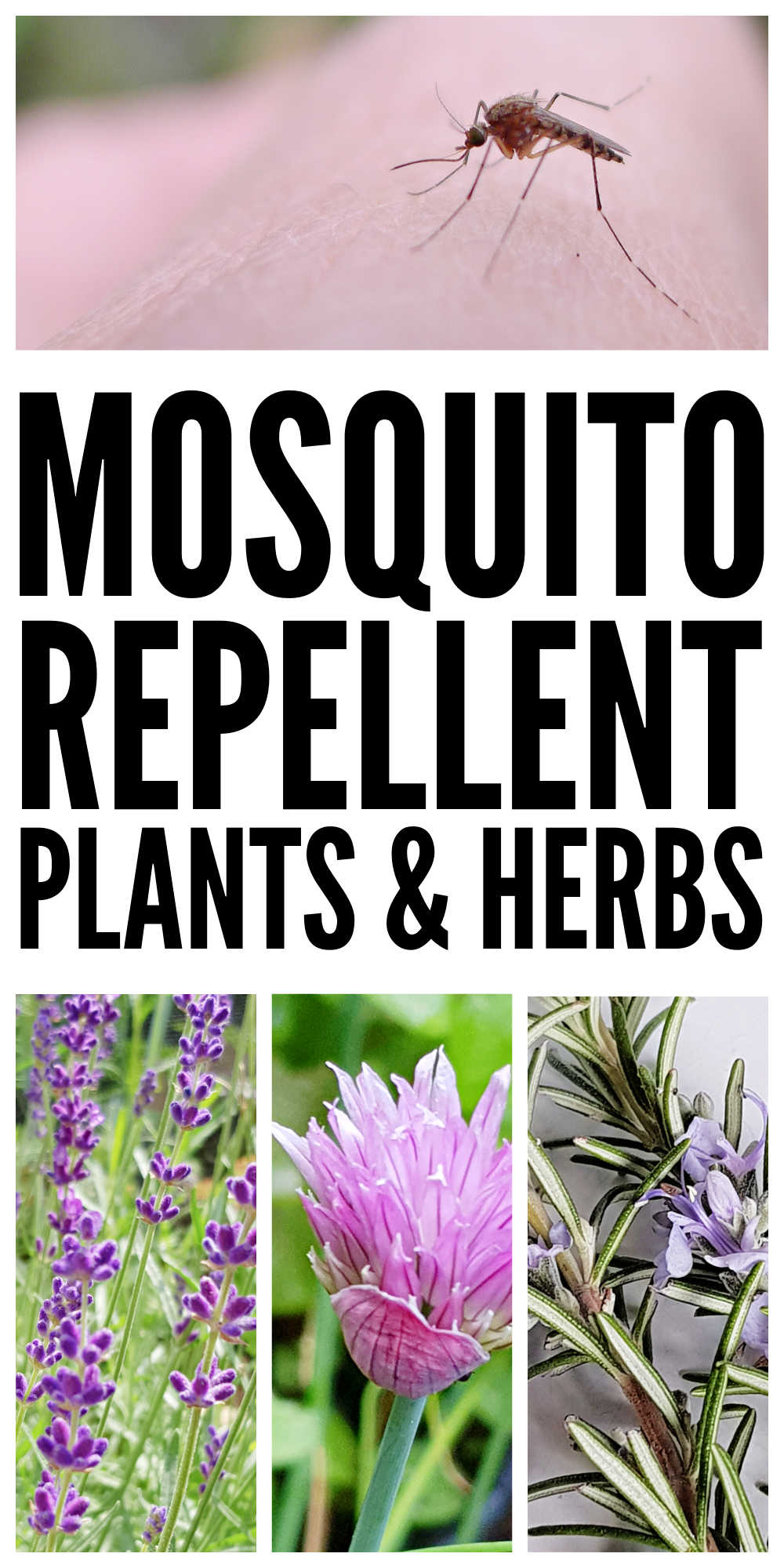 Natural Mosquito Repellents For The Garden & Camping