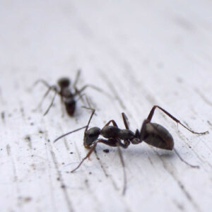 Natural DIY Pest Control Methods