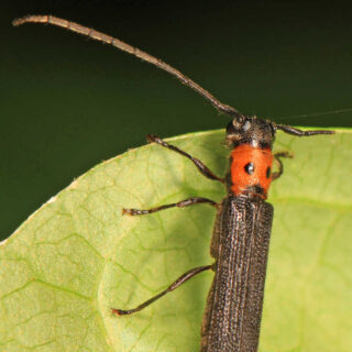 How To Grow Raspberries In A Small Space