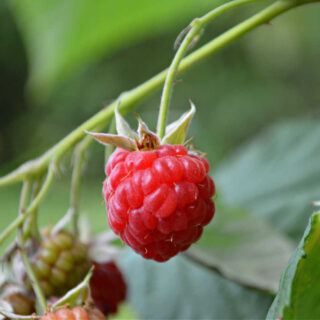 How To Grow Raspberries In A Small Space