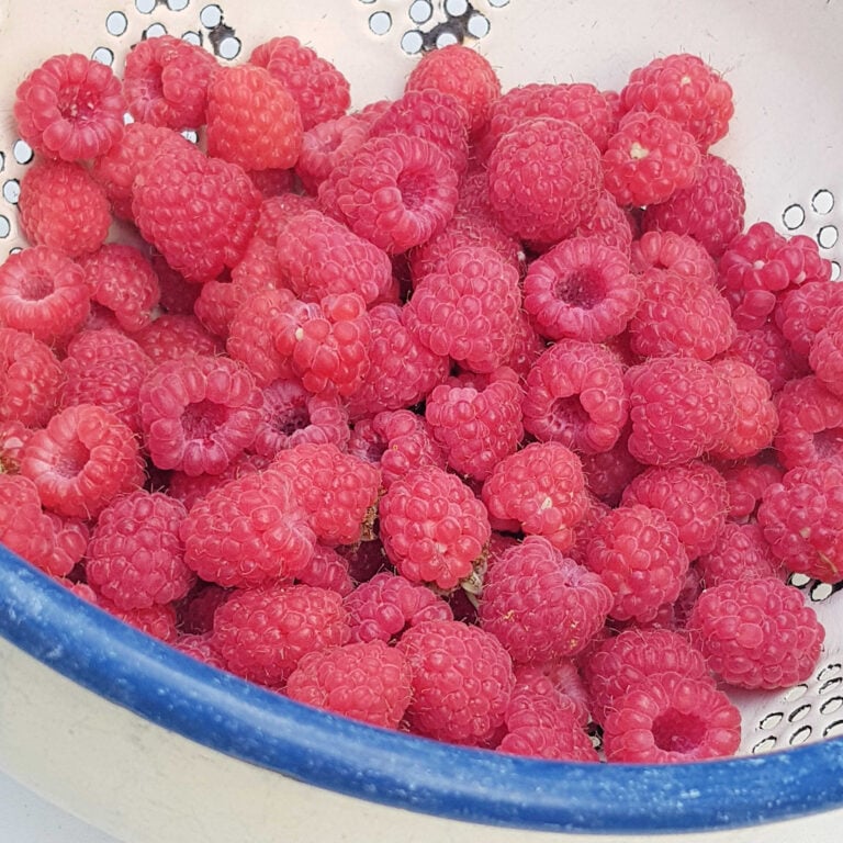 How To Grow Raspberries In A Small Space