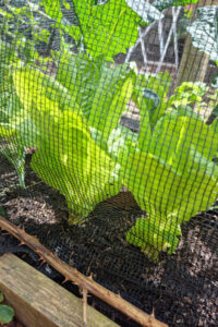 Get Rid Of Slugs And Snails Naturally