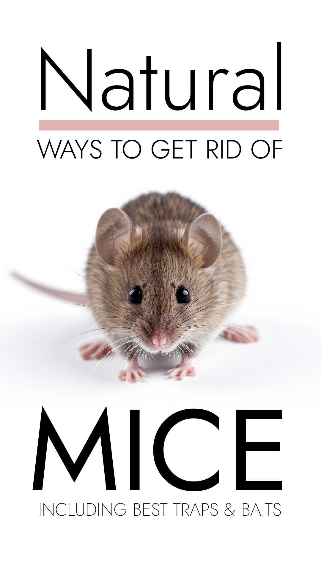How To Get Rid Of Mice In The House