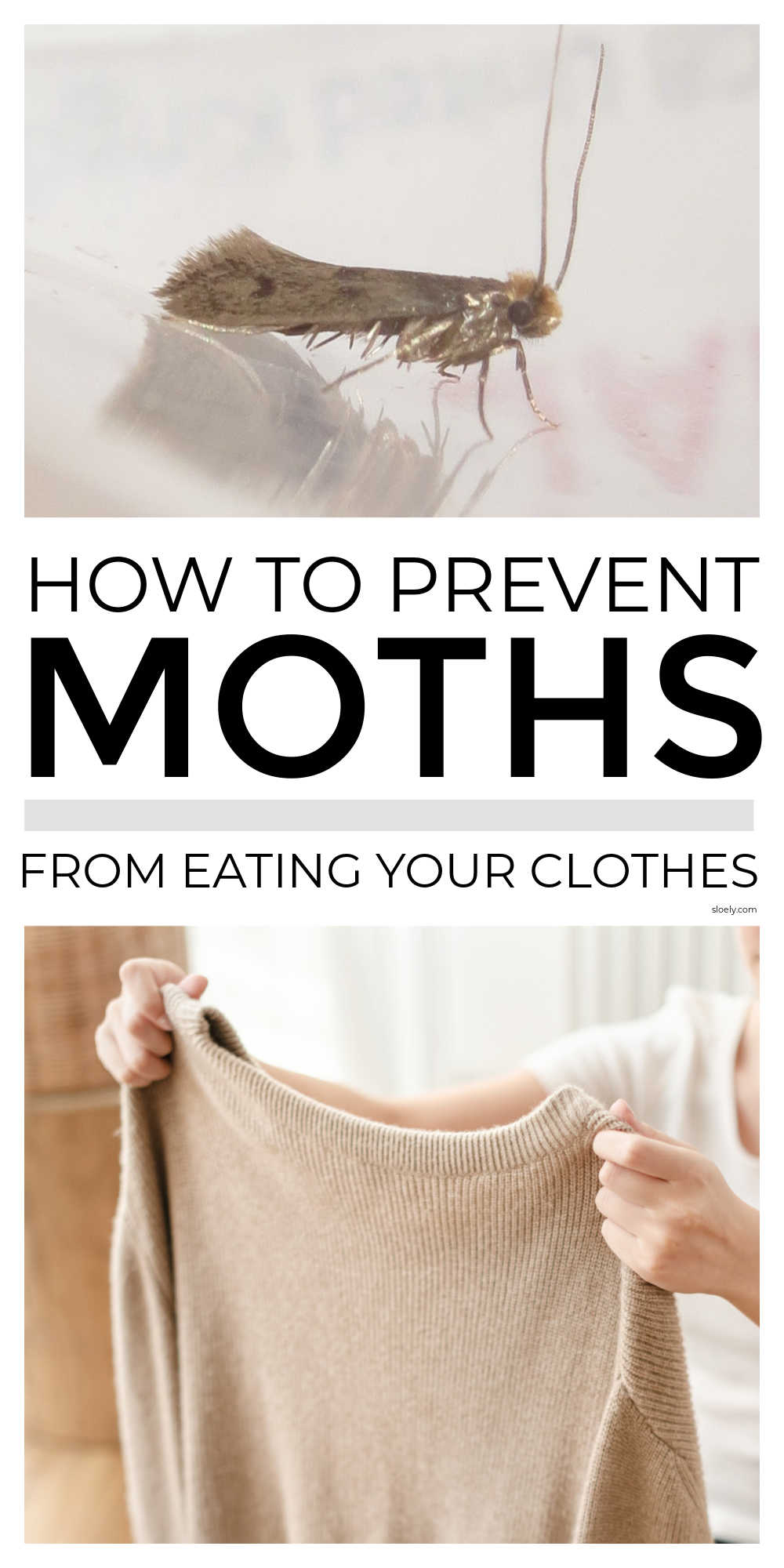 Get Rid Of Clothes Moths Fast