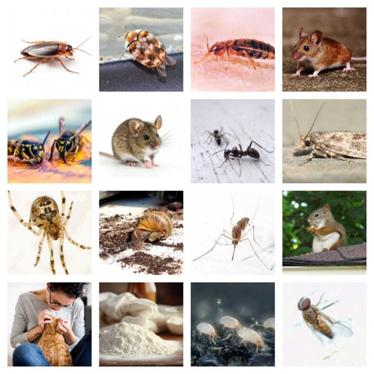 Natural DIY Pest Control Methods