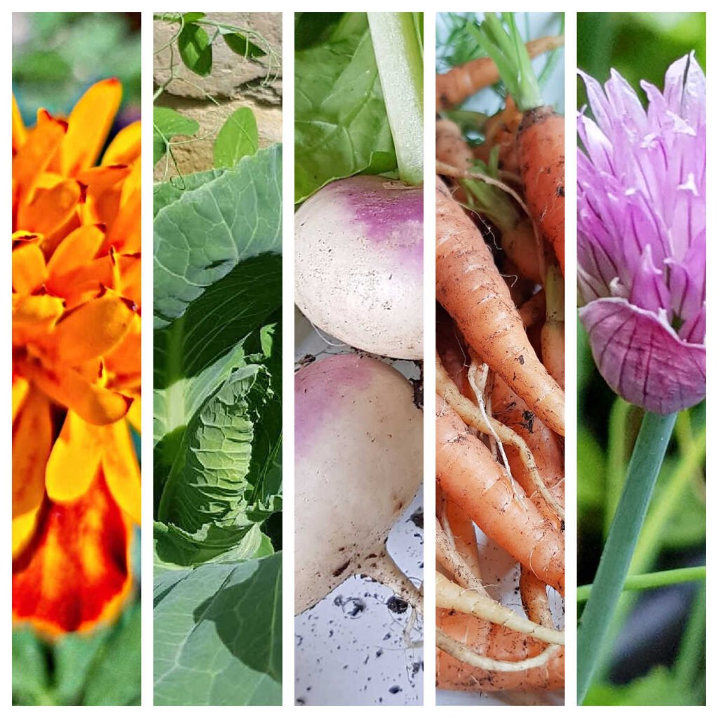 Spring Vegetable Planting Schedule