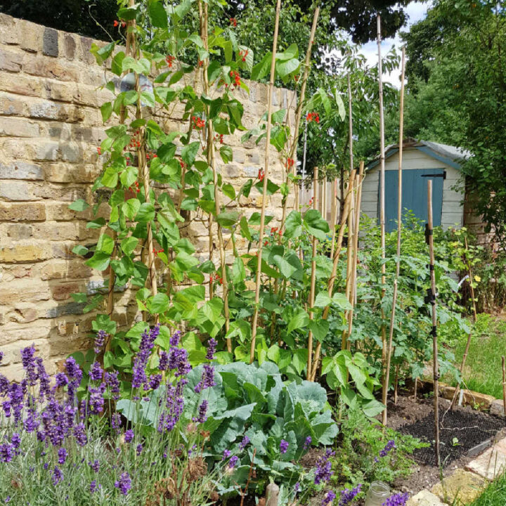 Spring Vegetable Planting Schedule