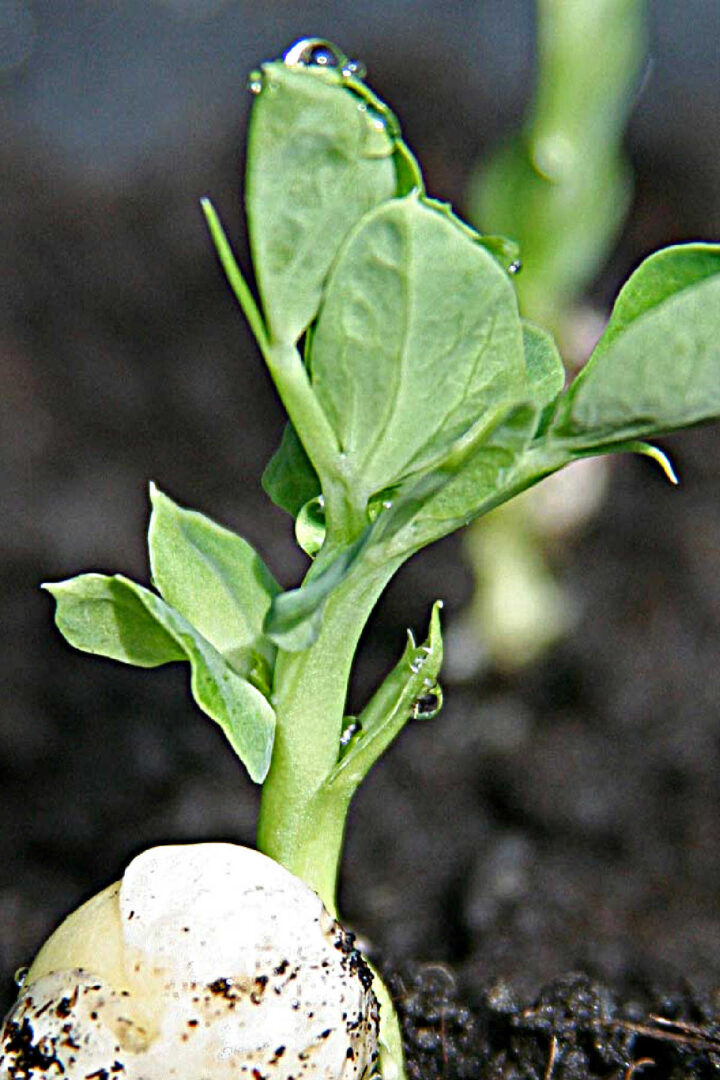 How To Grow Peas Easily