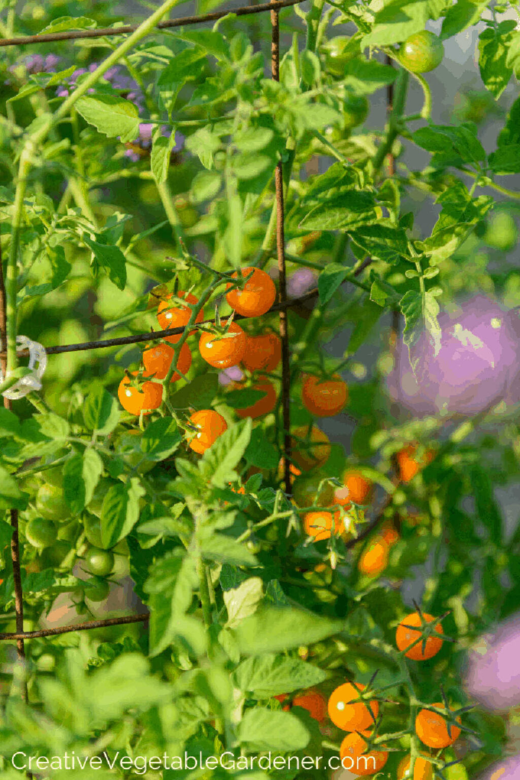 Easy Tomato Growing Tips