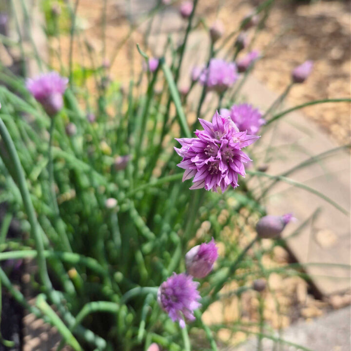 How To Grow Chives As Companion Plants