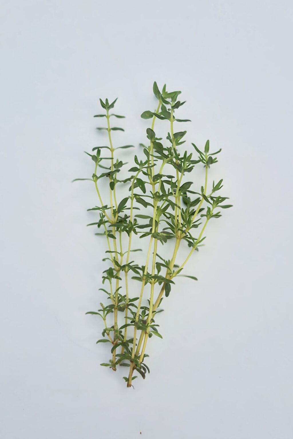 How To Grow Thyme From Cuttings and Seed